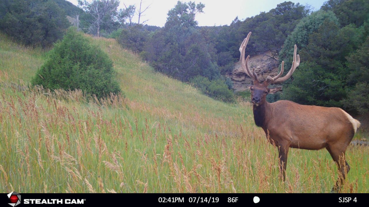 Wildlife Photo Gallery by St James Sporting Properties