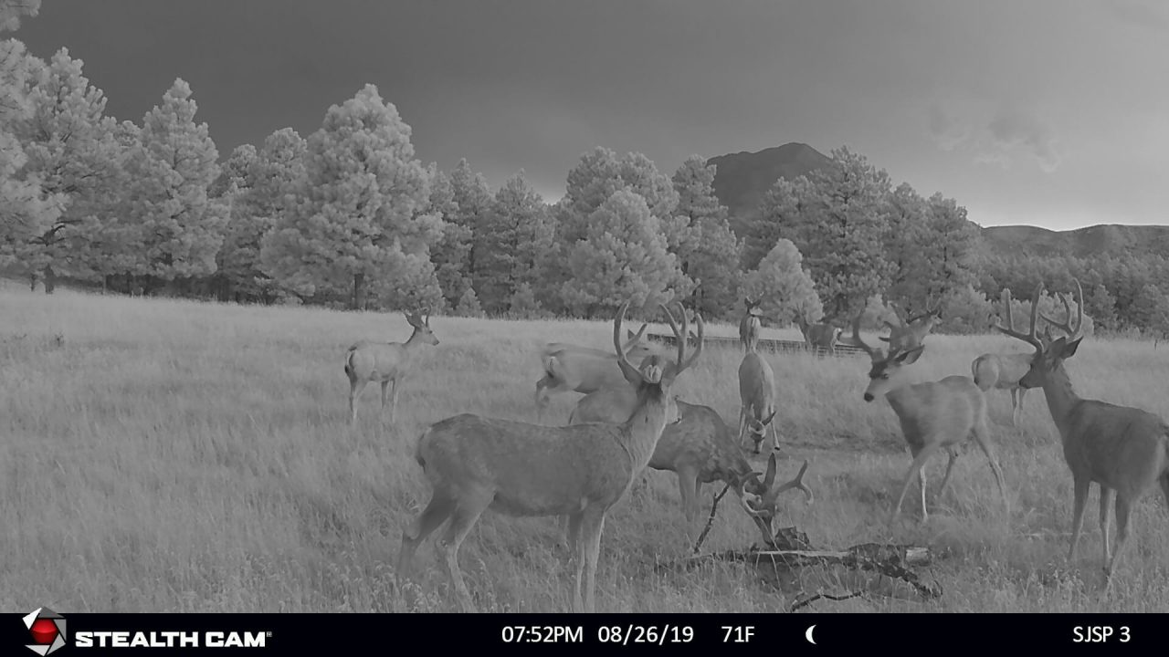 Wildlife Photo Gallery by St James Sporting Properties