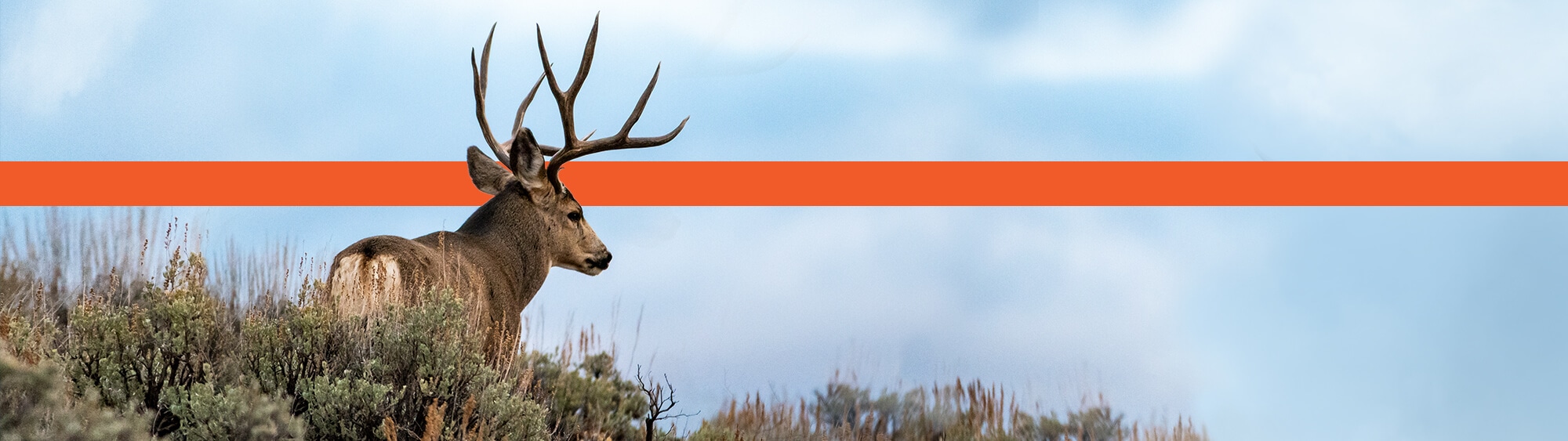 St. James Sporting Properties