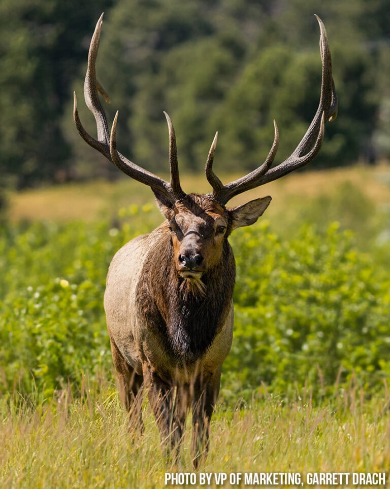 Advanced Documenting Wildlife Techniques | St. James Sporting Properties